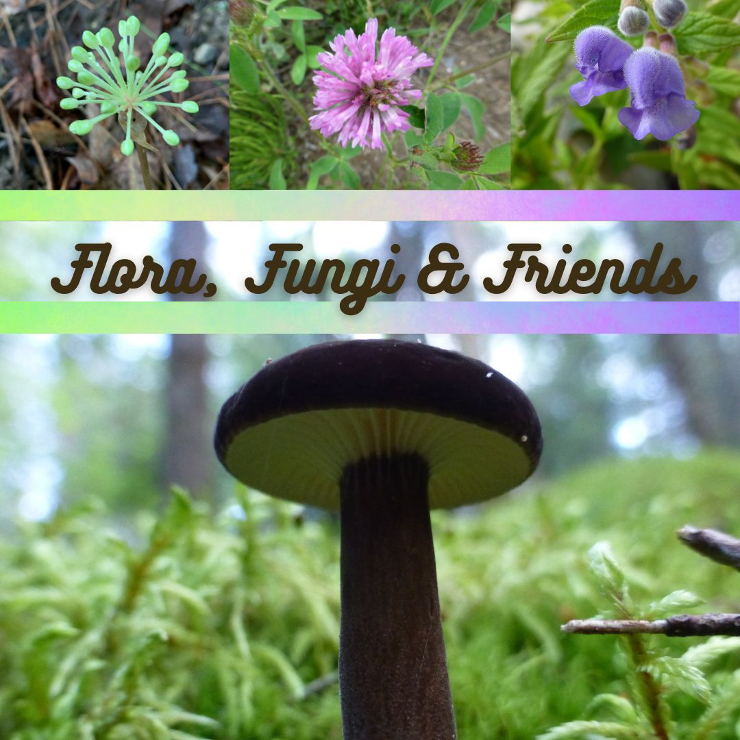 Flora, Fungi and Friends - wmpg